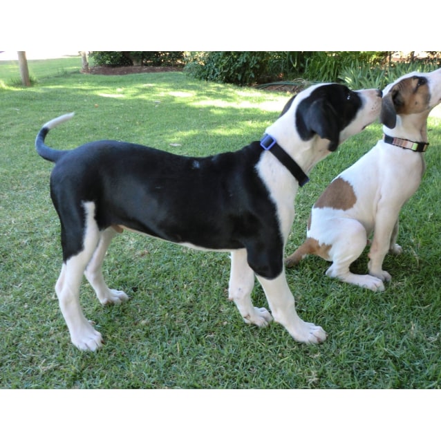 Colt *On Trial in His New Home* - Medium Male Pointer x Staffy Mix Dog ...