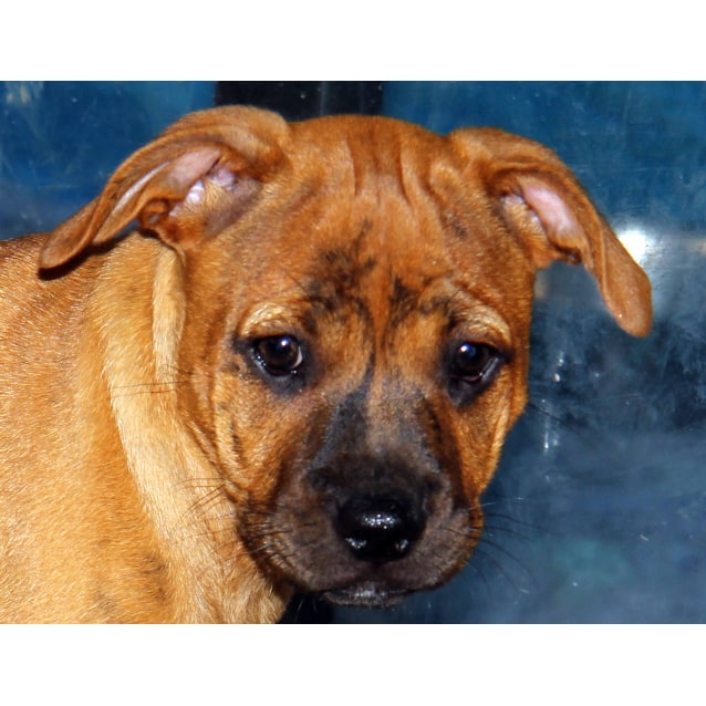 Cedar ~ Staffy X Mastiff puppy (Trial 25/5/15) - Medium Female Mastiff ...