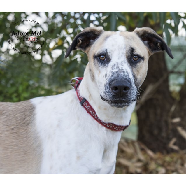 Rufous ID23574 - Large Male Irish Wolfhound x Staghound Mix Dog in VIC ...