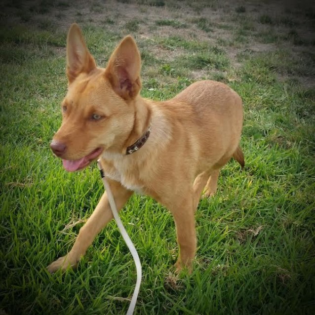 Guapo ... Handsome Blonde Kelpie Pup - Medium Male Kelpie Mix Dog in ...
