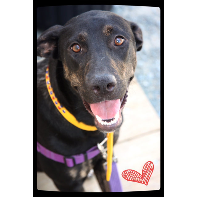 Suzie - Small Female German Shorthaired Pointer x Greyhound Mix Dog in ...