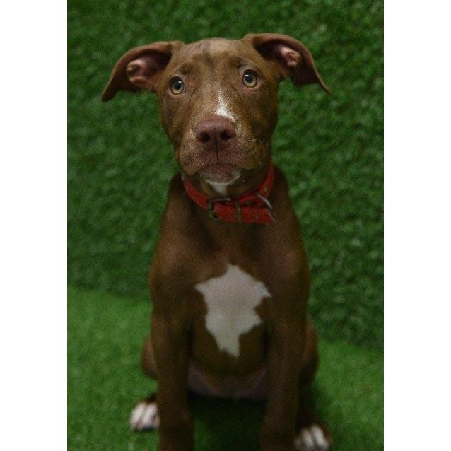 Ariel - Medium Female German Shorthaired Pointer x American ...