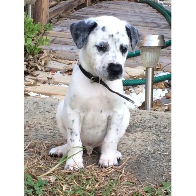 Toby - Medium Male Australian Cattle Dog x Dalmatian Mix Dog in NSW ...