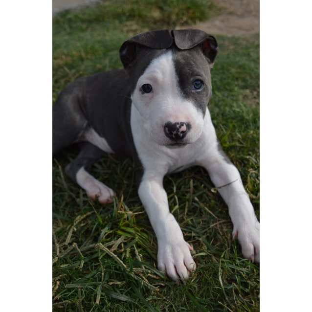 Merle - Large Female American Staffordshire Bull Terrier Mix Dog in QLD ...