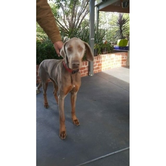 Samuel - Large Male Doberman x Weimaraner Mix Dog in VIC - PetRescue