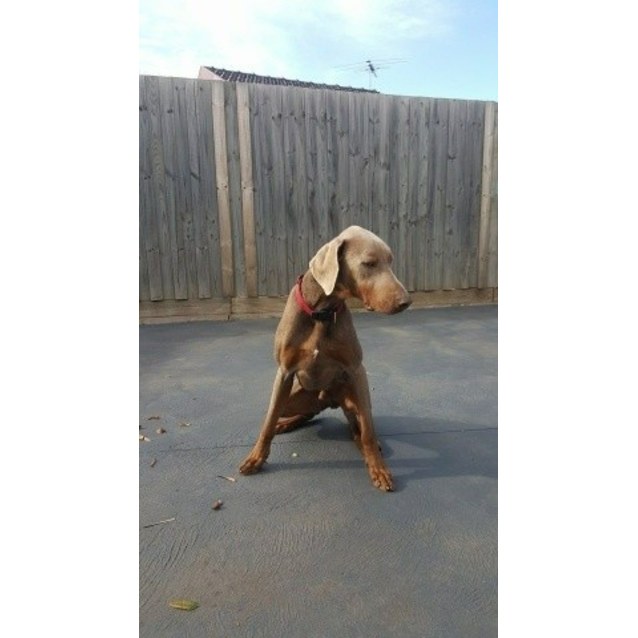 Samuel - Large Male Doberman x Weimaraner Mix Dog in VIC - PetRescue