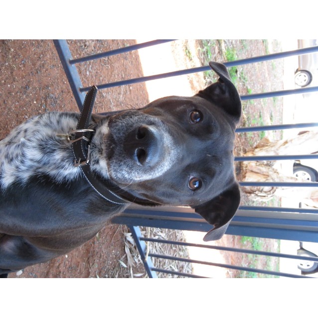 Scrappy HD761 - Large Male Blue Heeler x Rhodesian Ridgeback Mix Dog in ...