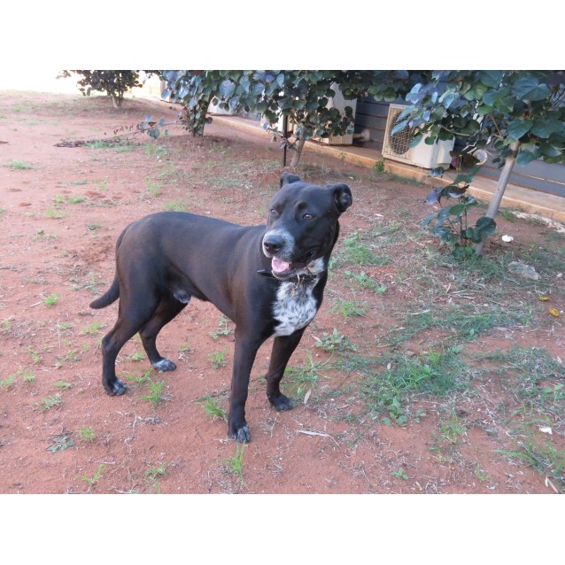 Scrappy HD761 - Large Male Blue Heeler x Rhodesian Ridgeback Mix Dog in ...