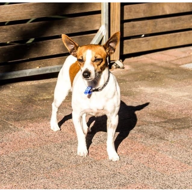 Daisy ~ Mini Foxy X (on trial 7/8/15) - Small Female Fox Terrier Mix ...
