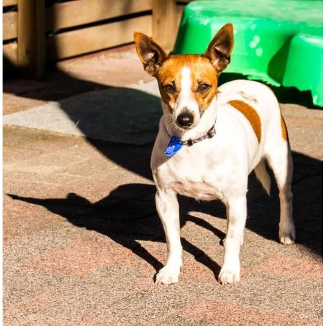 Daisy ~ Mini Foxy X (on trial 7/8/15) - Small Female Fox Terrier Mix ...