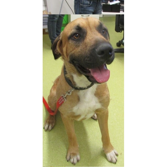 Denver - Large Male Irish Wolfhound x Rhodesian Ridgeback Mix Dog in ...