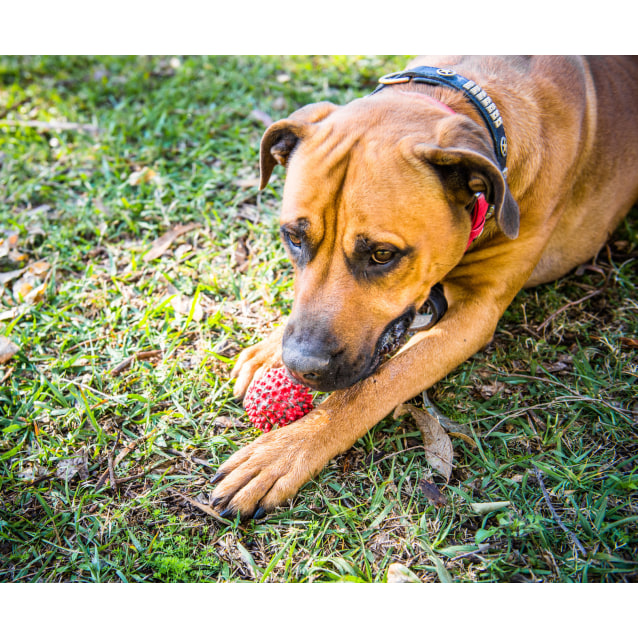 Mattie ~ #1502532 - Large Male Great Dane x Rhodesian Ridgeback Mix Dog ...