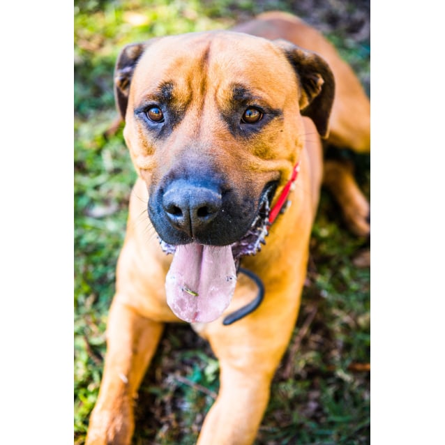 Mattie ~ #1502532 - Large Male Great Dane x Rhodesian Ridgeback Mix Dog ...