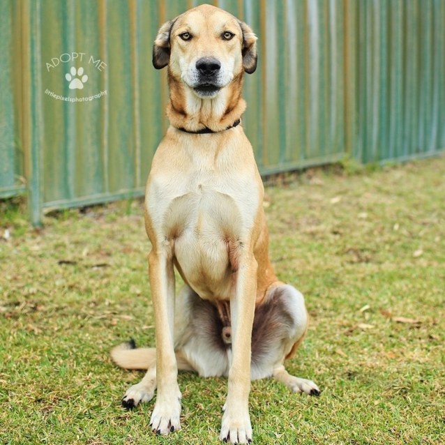 Jaspa - Medium Male Kelpie x Ridgeback Mix Dog in WA - PetRescue