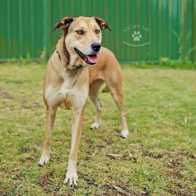 Jaspa - Medium Male Kelpie x Ridgeback Mix Dog in WA - PetRescue
