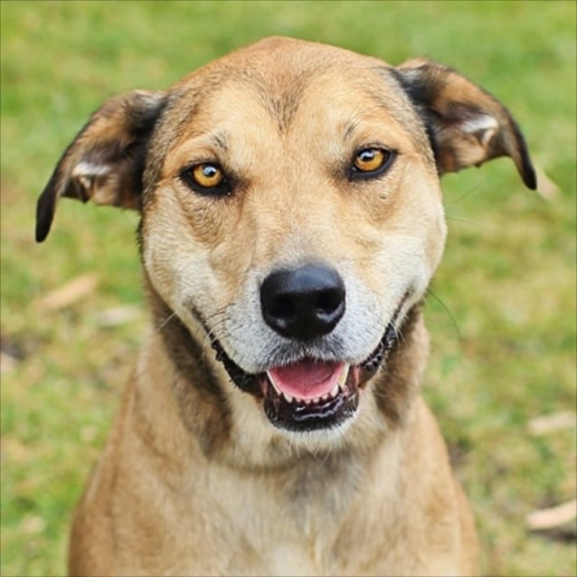 Jaspa - Medium Male Kelpie x Ridgeback Mix Dog in WA - PetRescue