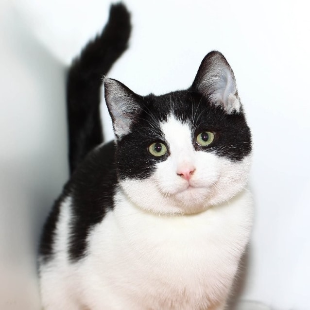 Magpie - Male Domestic Short Hair Mix Cat in VIC - PetRescue