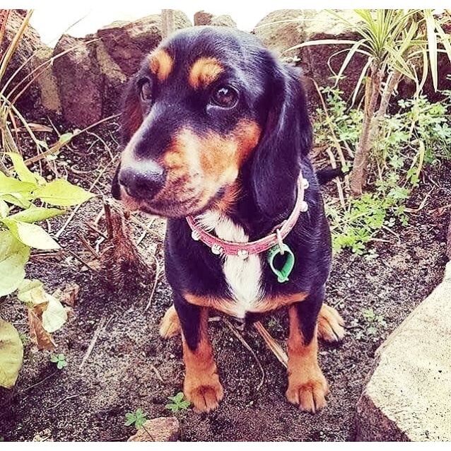 Zena - Small Female Cavalier King Charles Spaniel x Dachshund Mix Dog ...