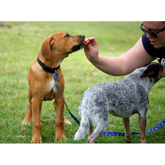 Dex ~ Ridgeback x Lab Puppy ~ On Hold 5/2/16 - Large Male Labrador x ...