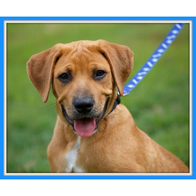 Dex ~ Ridgeback x Lab Puppy ~ On Hold 5/2/16 - Large Male Labrador x ...