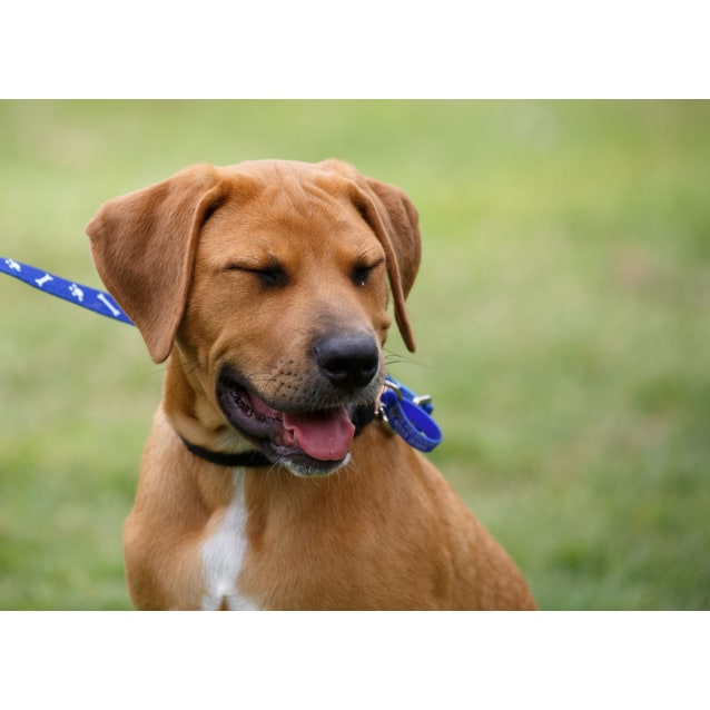 Dex ~ Ridgeback x Lab Puppy ~ On Hold 5/2/16 - Large Male Labrador x ...