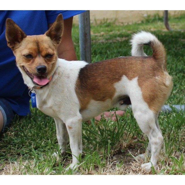 Husky D0249 - Small Male Jack Russell Terrier Mix Dog in WA - PetRescue