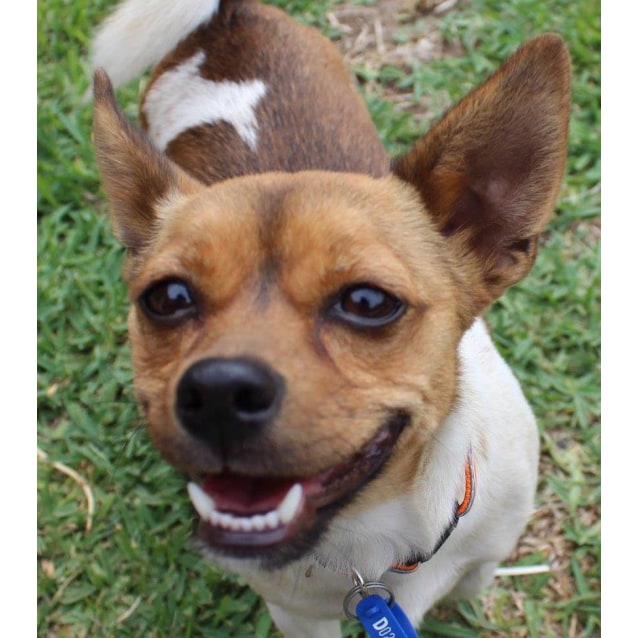 Husky D0249 - Small Male Jack Russell Terrier Mix Dog in WA - PetRescue