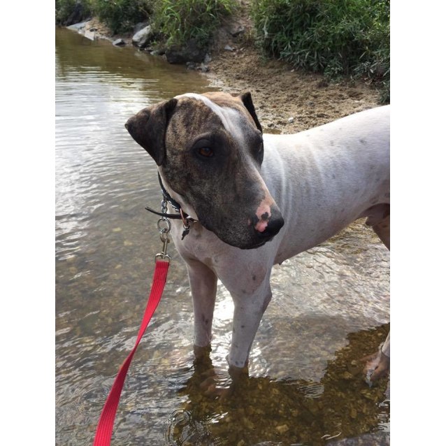 Pedro - Medium Male Bull Terrier x Greyhound Mix Dog in QLD - PetRescue