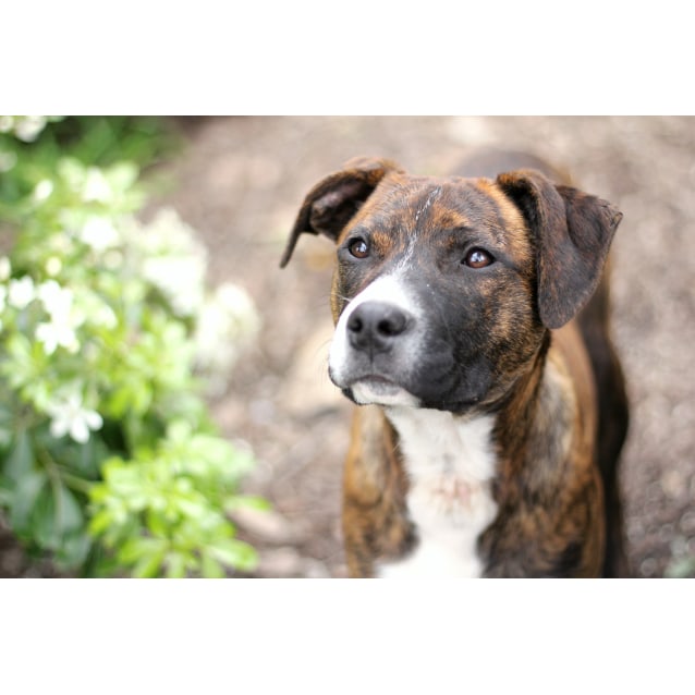 Polly - Medium Female American Staffordshire Terrier x Rottweiler Mix ...