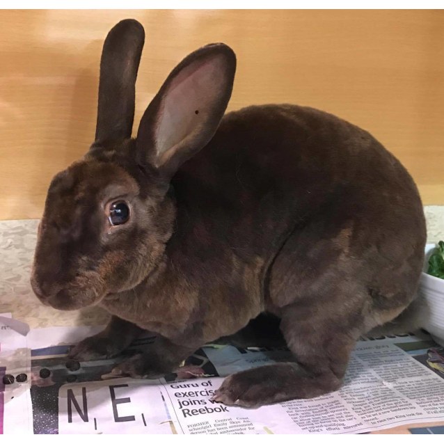 Brownie - Male Mini Rex Mix Rabbit in NSW - PetRescue