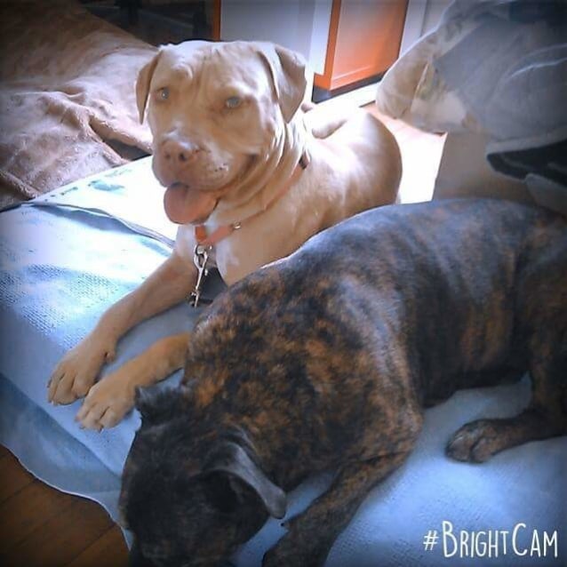 Marvelous Melody 2 yr old Bulldach mix - Large Female British Bulldog x ...