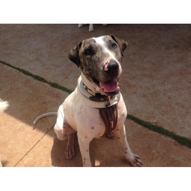 Pedro - Medium Male Bull Terrier x Greyhound Mix Dog in QLD - PetRescue