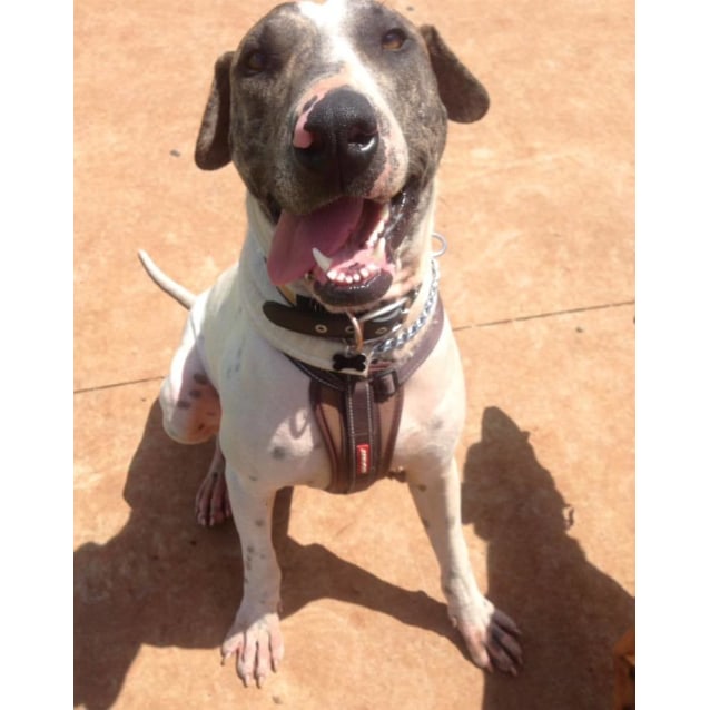 Pedro - Medium Male Bull Terrier x Greyhound Mix Dog in QLD - PetRescue