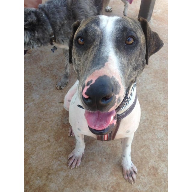 Pedro - Medium Male Bull Terrier x Greyhound Mix Dog in QLD - PetRescue