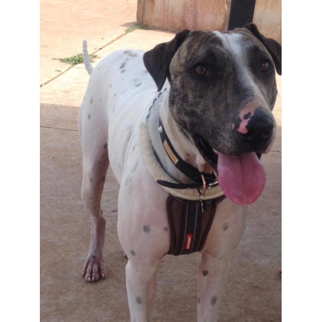 Pedro - Medium Male Bull Terrier x Greyhound Mix Dog in QLD - PetRescue