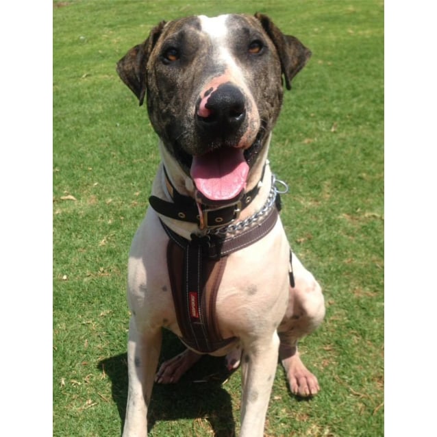 Pedro - Medium Male Bull Terrier x Greyhound Mix Dog in QLD - PetRescue