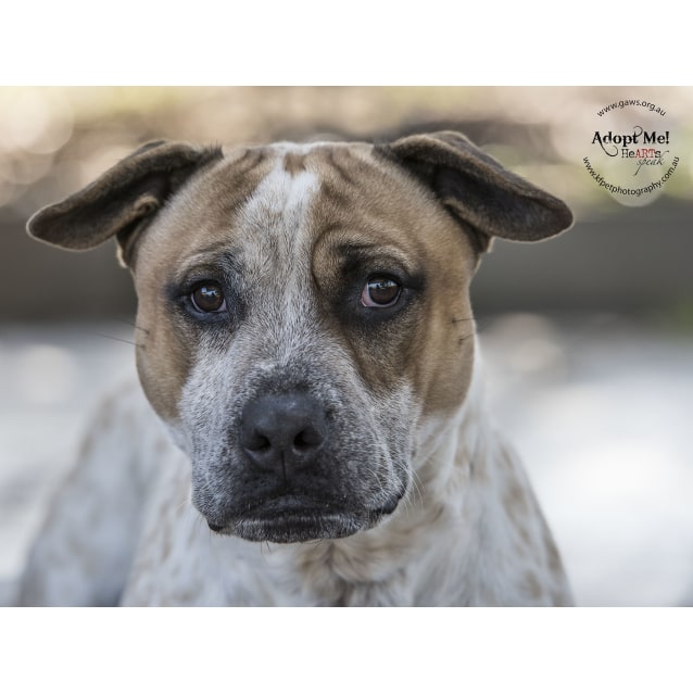 ID33228 - Medium Male Red Heeler x Staffy Mix Dog in VIC - PetRescue