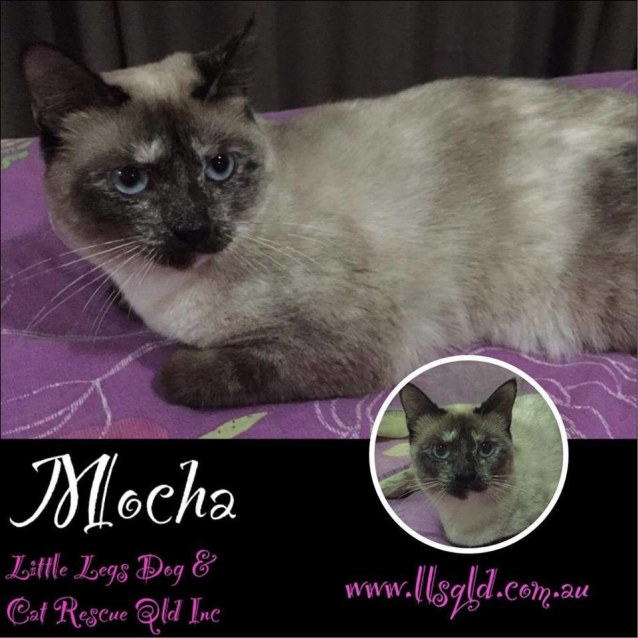 Mocha - Female Layanese Cat in QLD - PetRescue