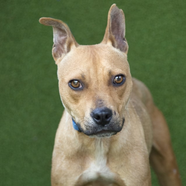 Ellie - Medium Female Boston Terrier x American Staffordshire Bull ...