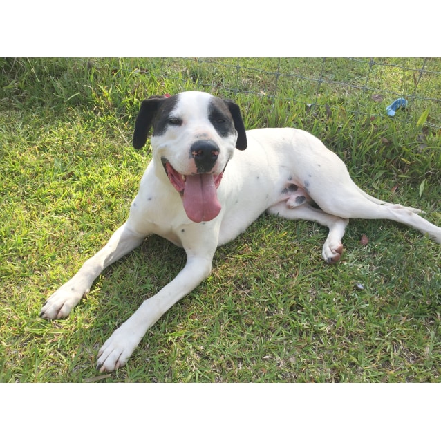 Leo ~ Bull Arab x Mastiff ~ On Trial 27/3/17 - Large Male Bull Arab x ...