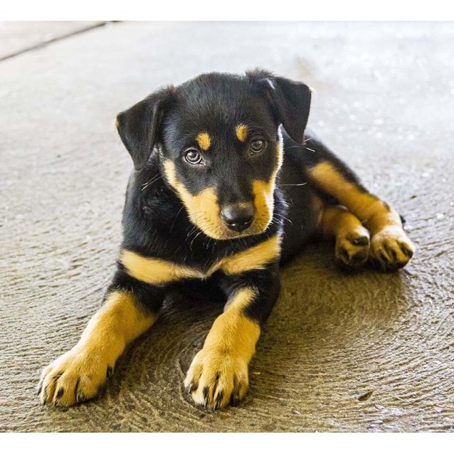 Bolt ~ male Kelpie x Cattle (On Trial 14/12/16) - Medium Male ...