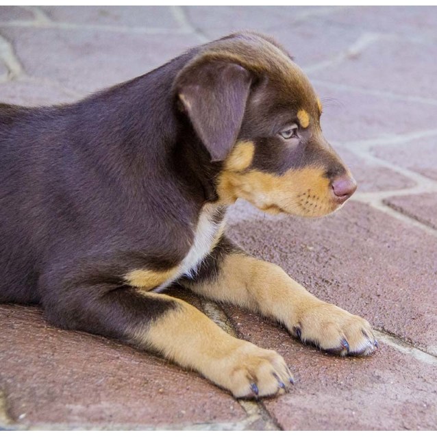 Willo ~ female Kelpie x Cattle (On Trial 14/12/16) - Medium Female ...