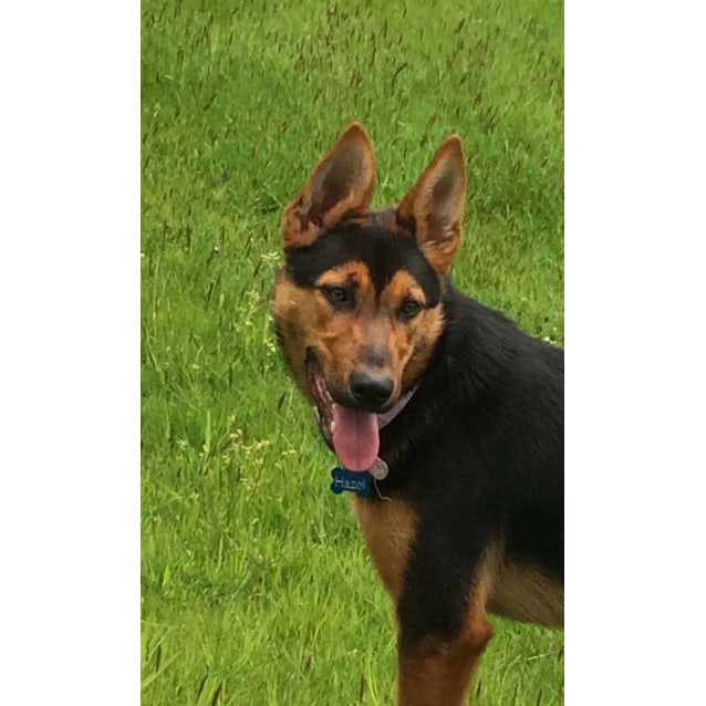 Hazel - Medium Female German Shepherd x Kelpie Dog in VIC - PetRescue