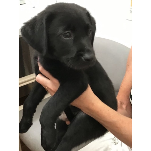 Lab x puppies - Large Male Labrador Mix Dog in NSW - PetRescue