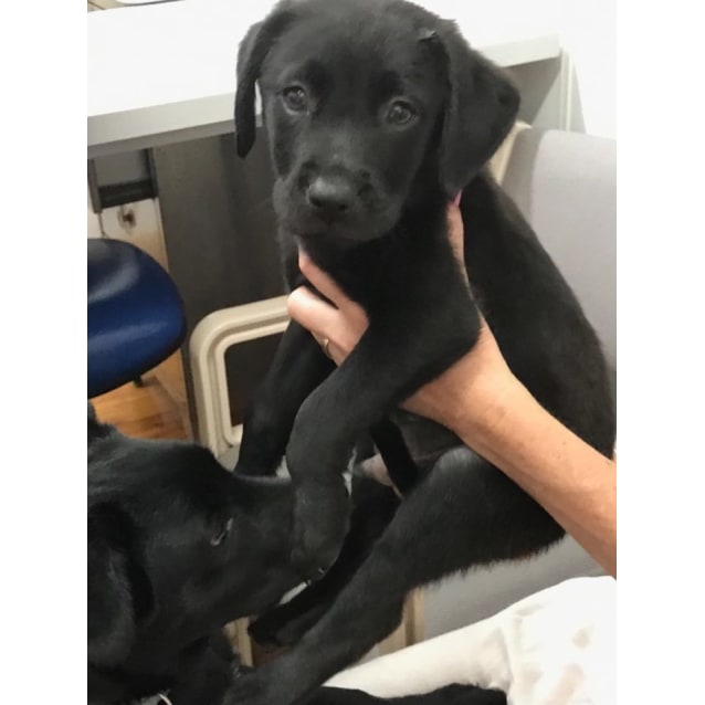 Lab x puppies - Large Male Labrador Mix Dog in NSW - PetRescue