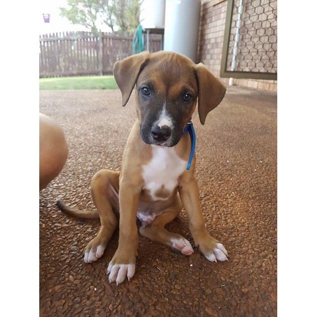 Chilly - Large Male Bull Arab x Mastiff x Rhodesian Ridgeback Mix Dog ...