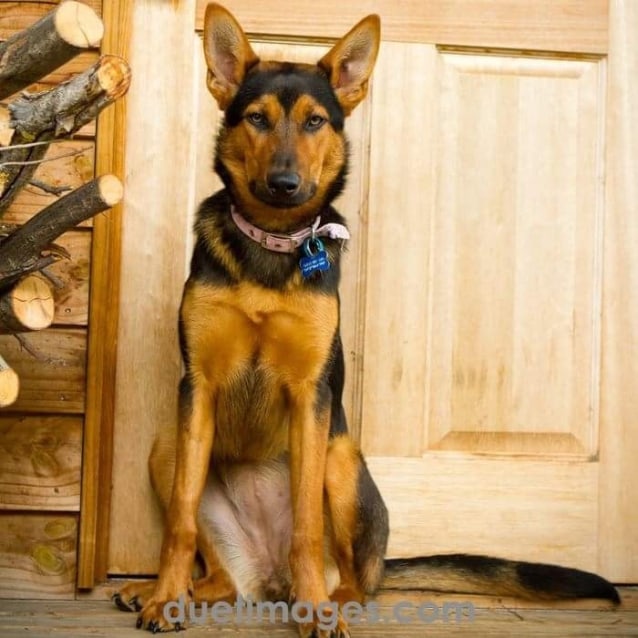 Hazel - Medium Female German Shepherd x Kelpie Dog in VIC - PetRescue