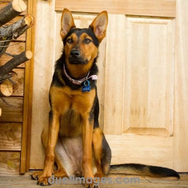 Hazel - Medium Female German Shepherd x Kelpie Dog in VIC - PetRescue