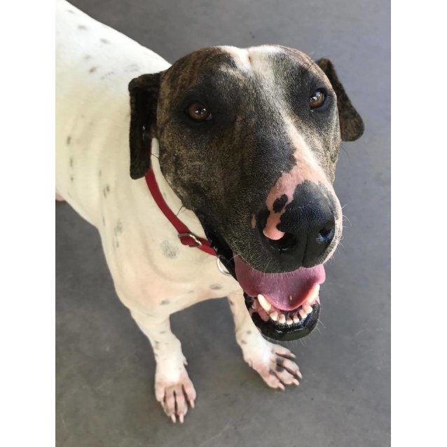 Pedro - Medium Male Bull Terrier x Greyhound Mix Dog in QLD - PetRescue