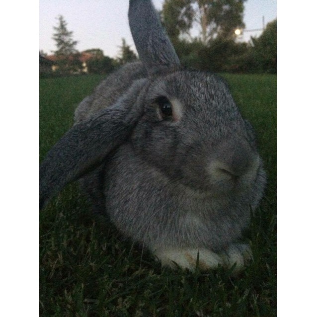 Mandy - Female Flemish Giant x New Zealand White Mix Rabbit in NSW ...